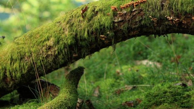 ¿Realmente es posible usar el musgo para saber dónde está el norte?