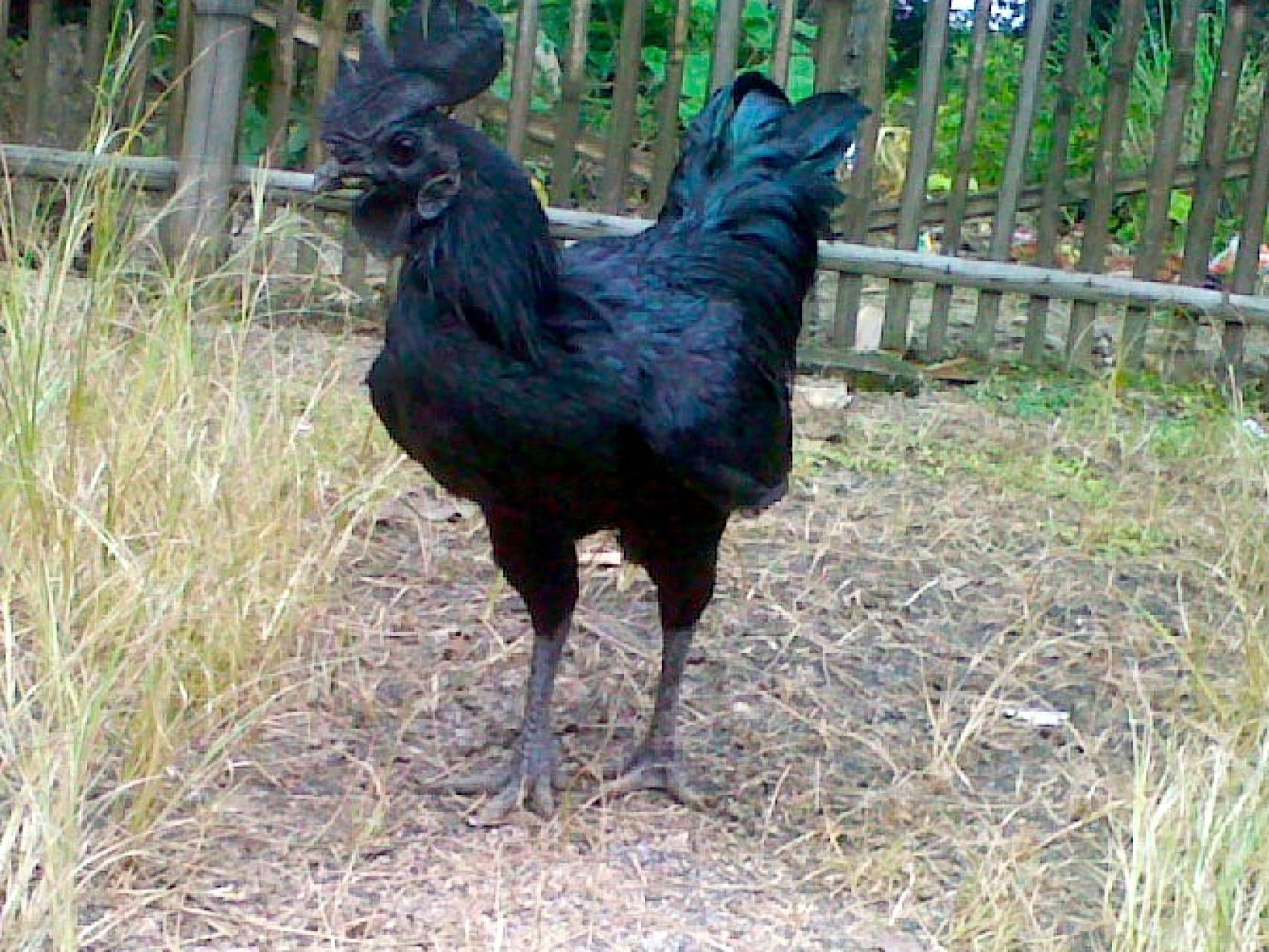 Pollo Negro Pollo En Salsa De Frijol Negro A La Sonorense Receta De