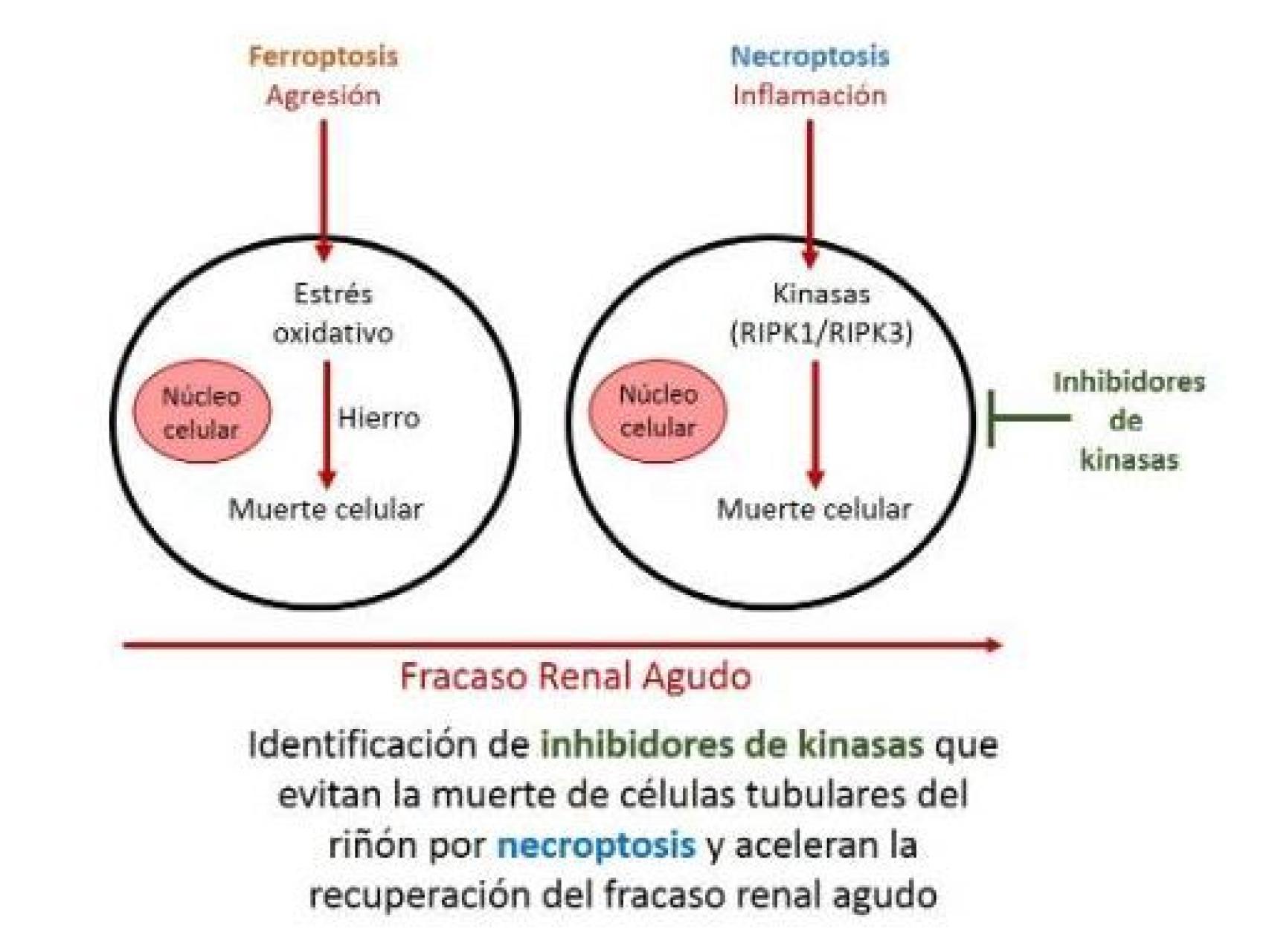 Investigadores españoles descubren el primer tratamiento contra el ...