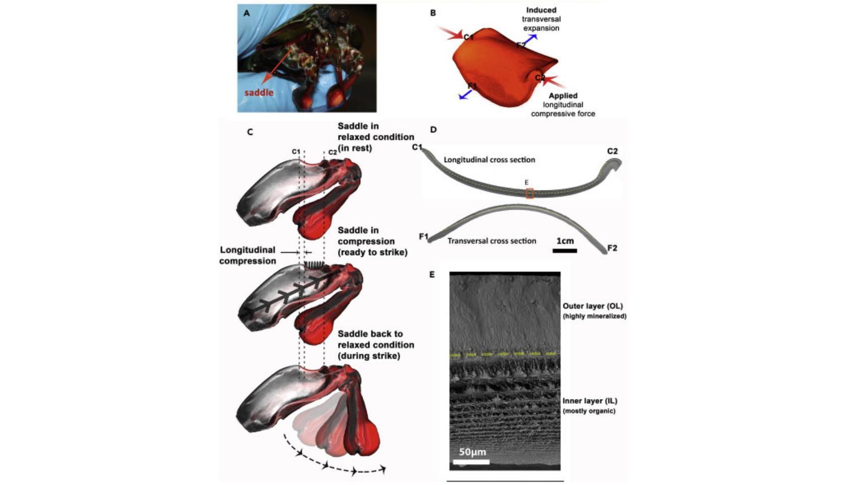 Éste es el animal más fuerte del mundo: la gamba mantis, pequeña pero ...