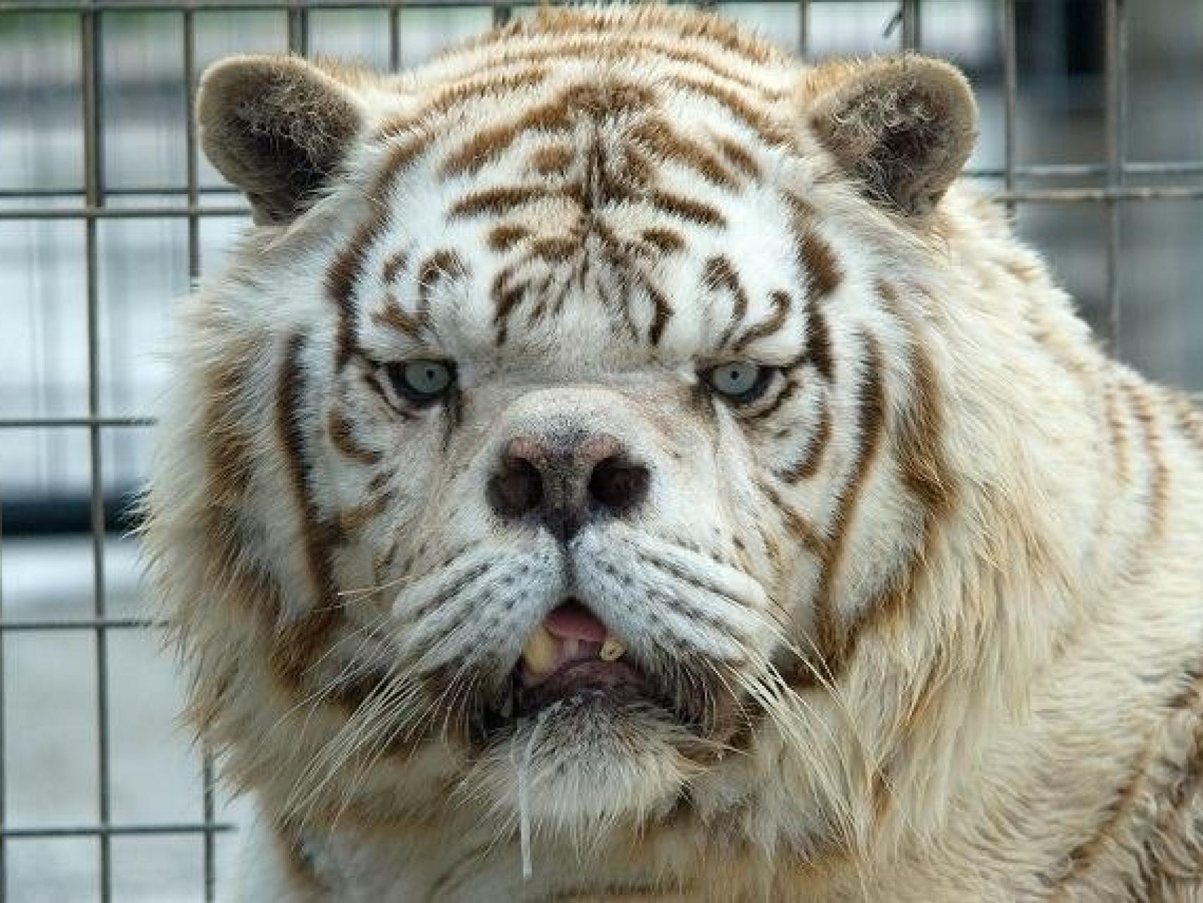 Los gatos con 'síndrome de Down' son lo más adorable que vas a ver
