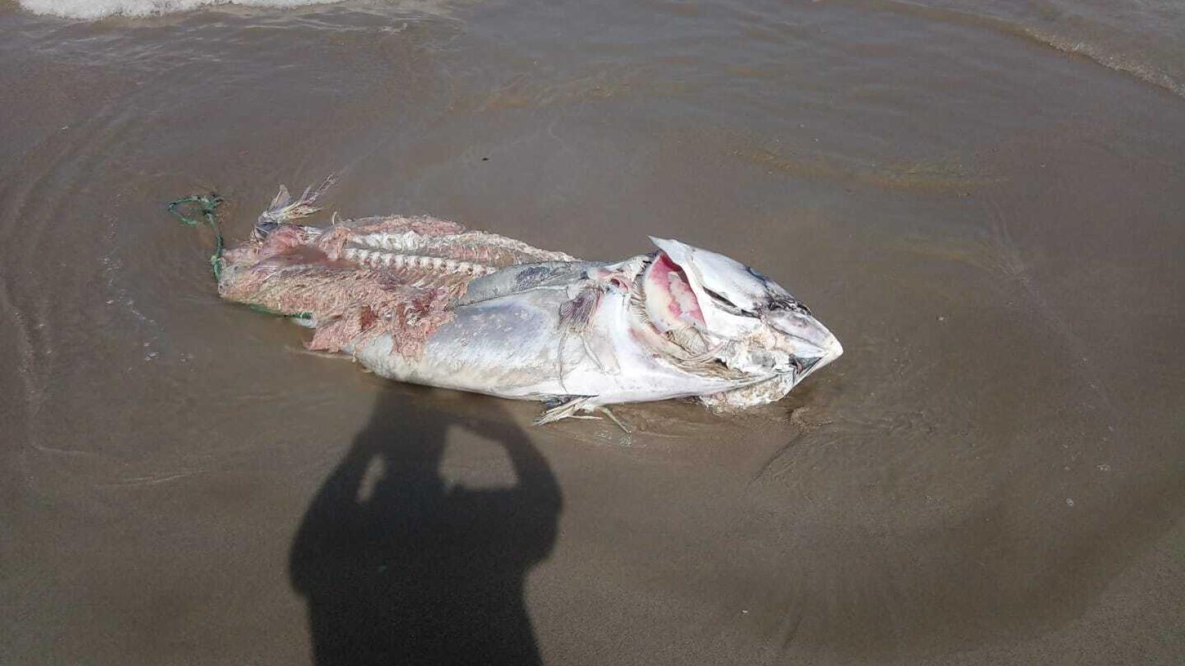 Cientos de kilos de atún en mal estado, vendidos en Murcia al llegar a ...