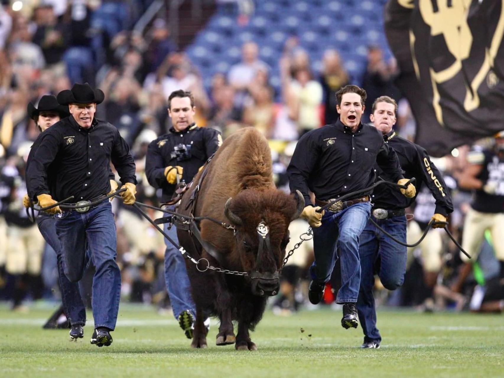 Mascota De Los Texanos Alertan En Texas Sobre El Gusano Barrenador Del