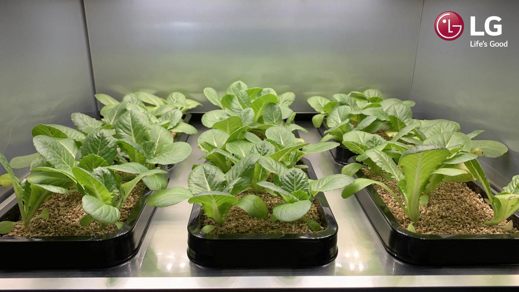 Una huerta en la cocina: LG presenta un invernadero inteligente