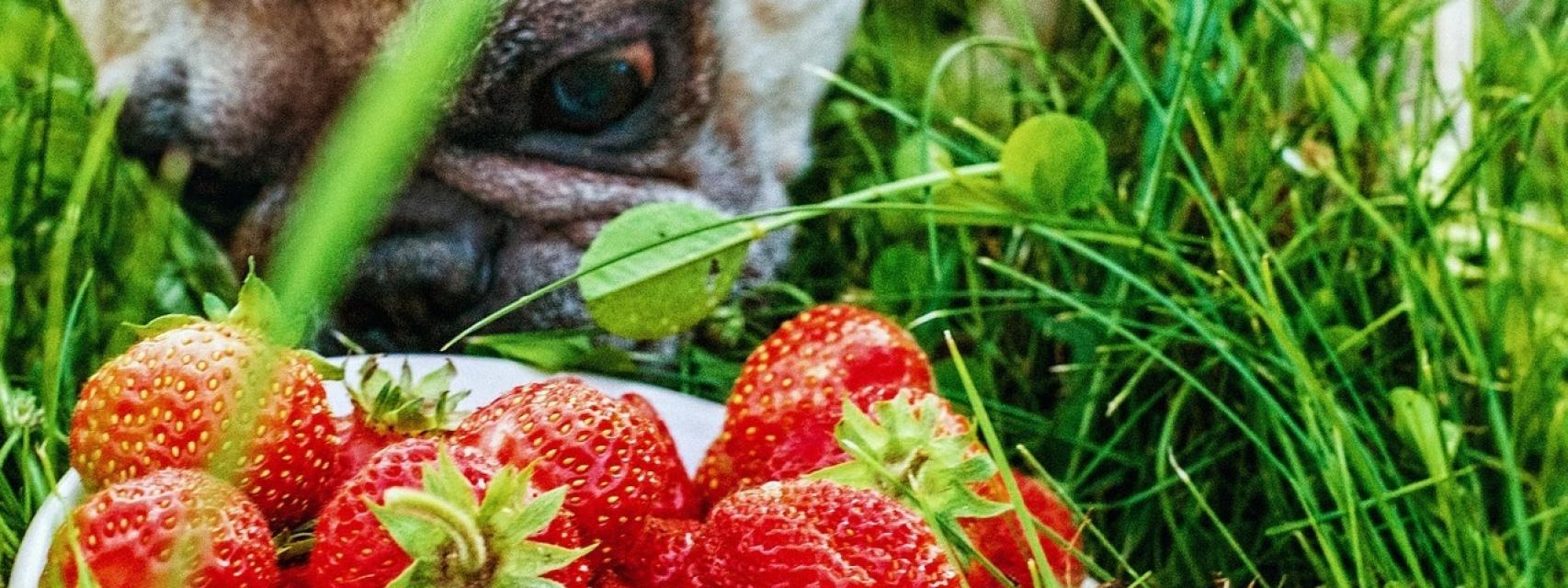 Los Perros Pueden Comer Fresas Con Nata