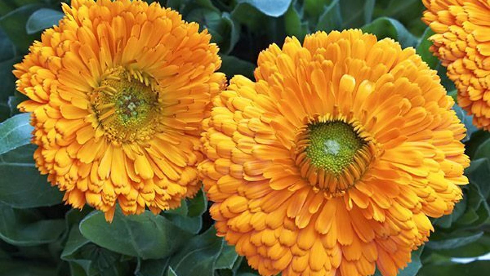 Plantas Para Plantar En Primavera