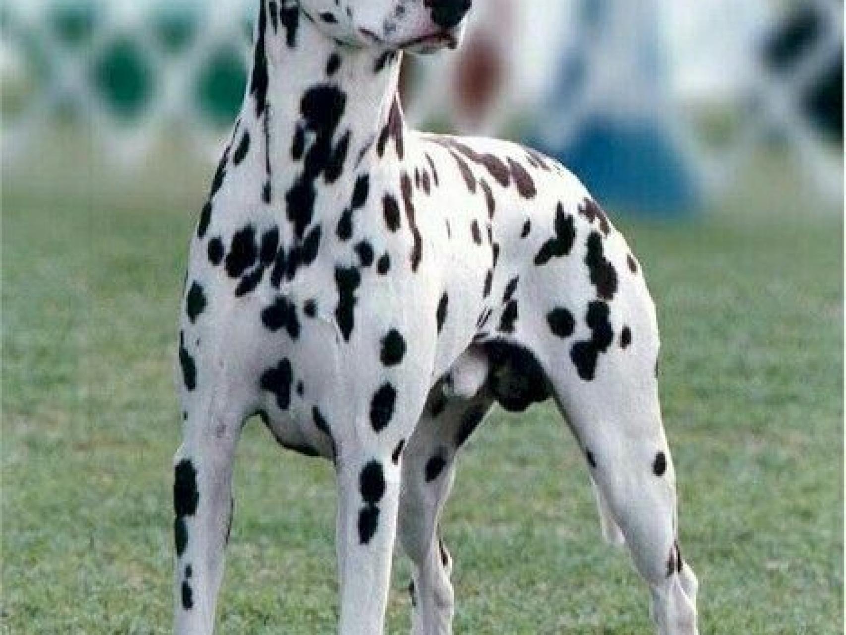 Razas De Cachorros Blancos Y Negros Información Sobre La Raza De