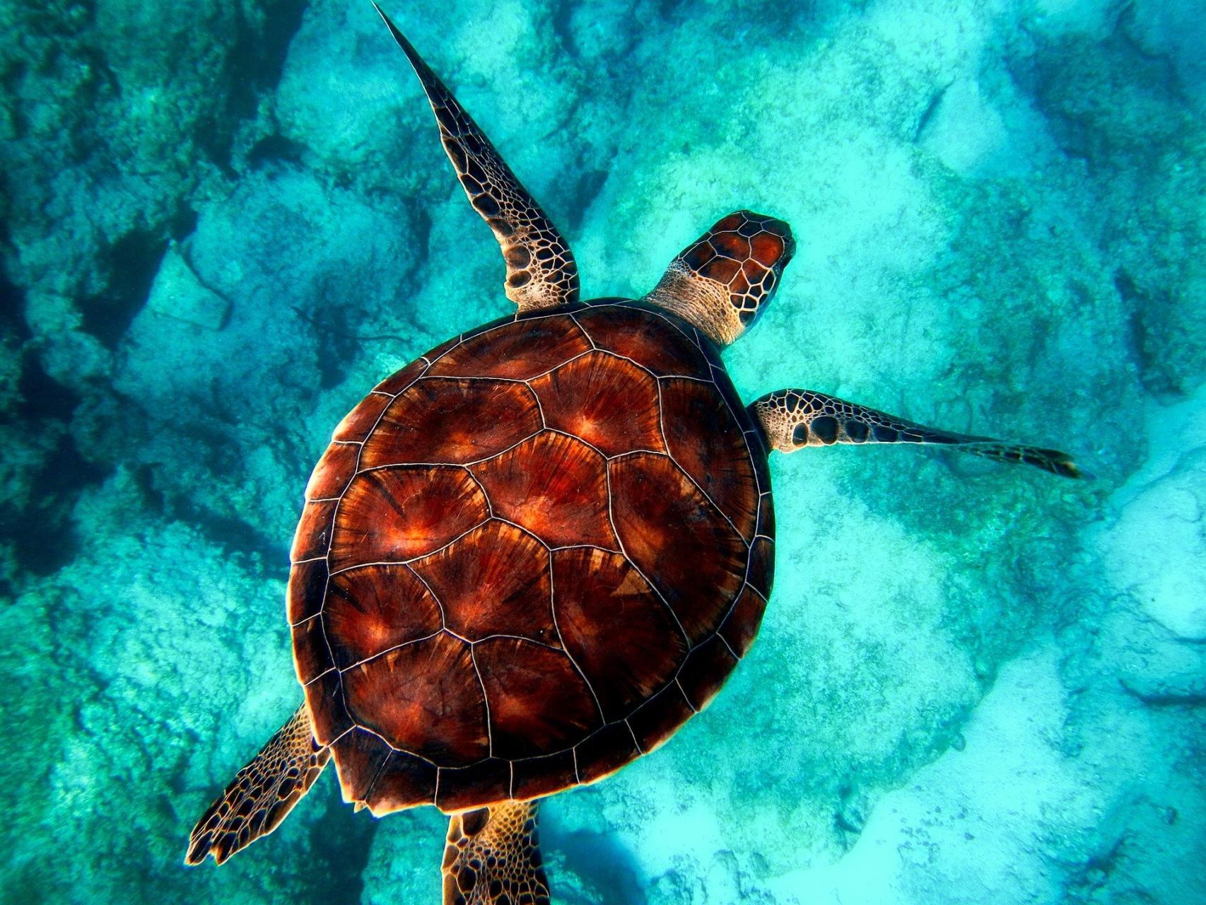 Diferencias Entre Las Tortugas Marinas Y Terrestres - Infoupdate.org