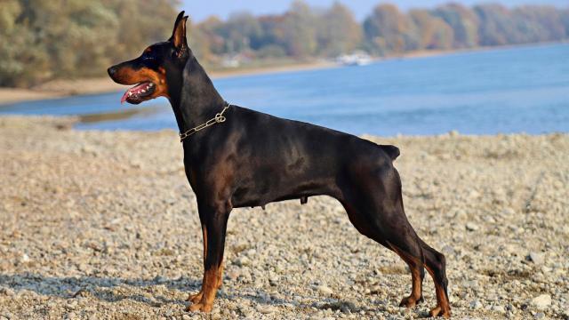 Estas son las 10 razas de perros más elegantes