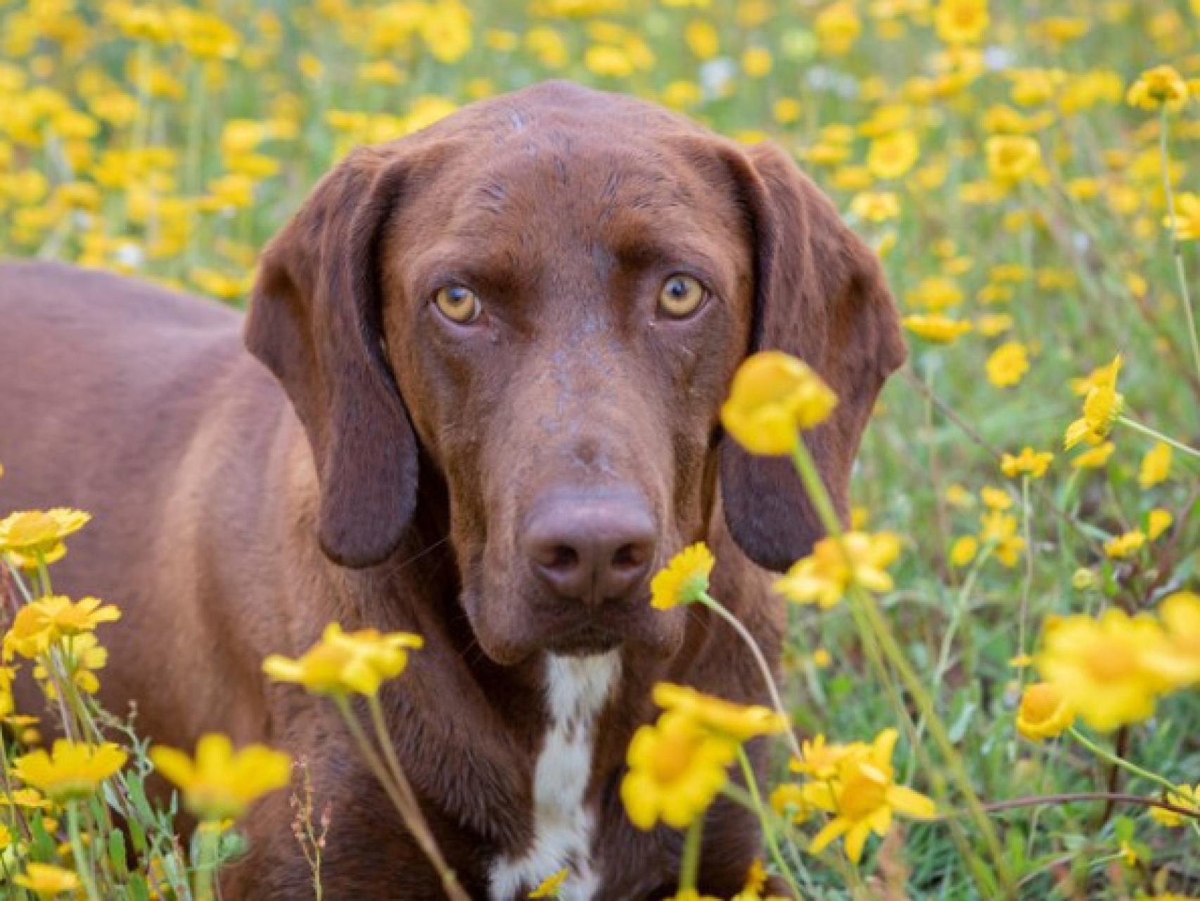 Naturaleza Primavera Animal Perro Los 10 Mejores Deportes Para