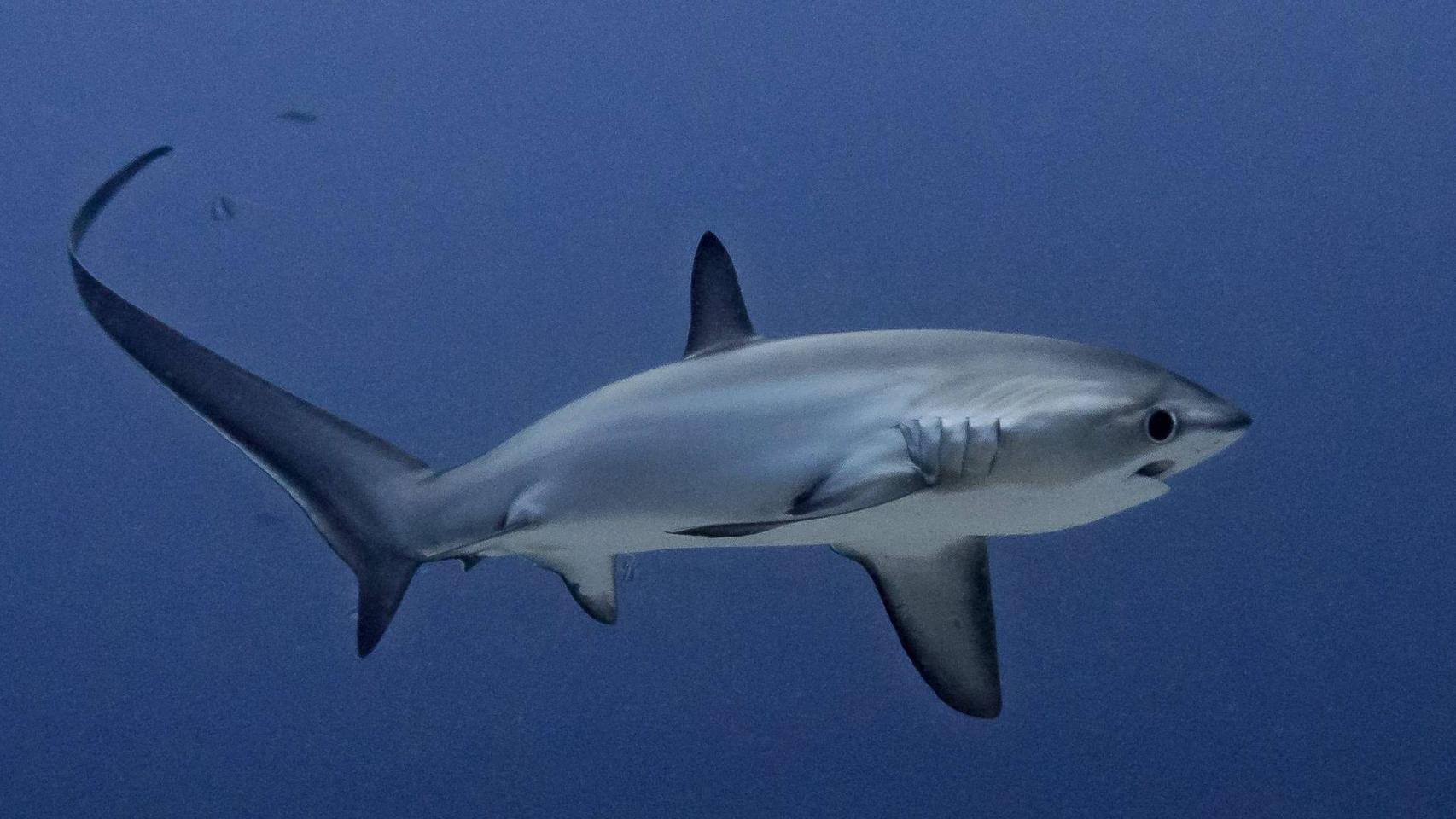 Descubre estas cinco islas de Filipinas: imprescindibles para este verano