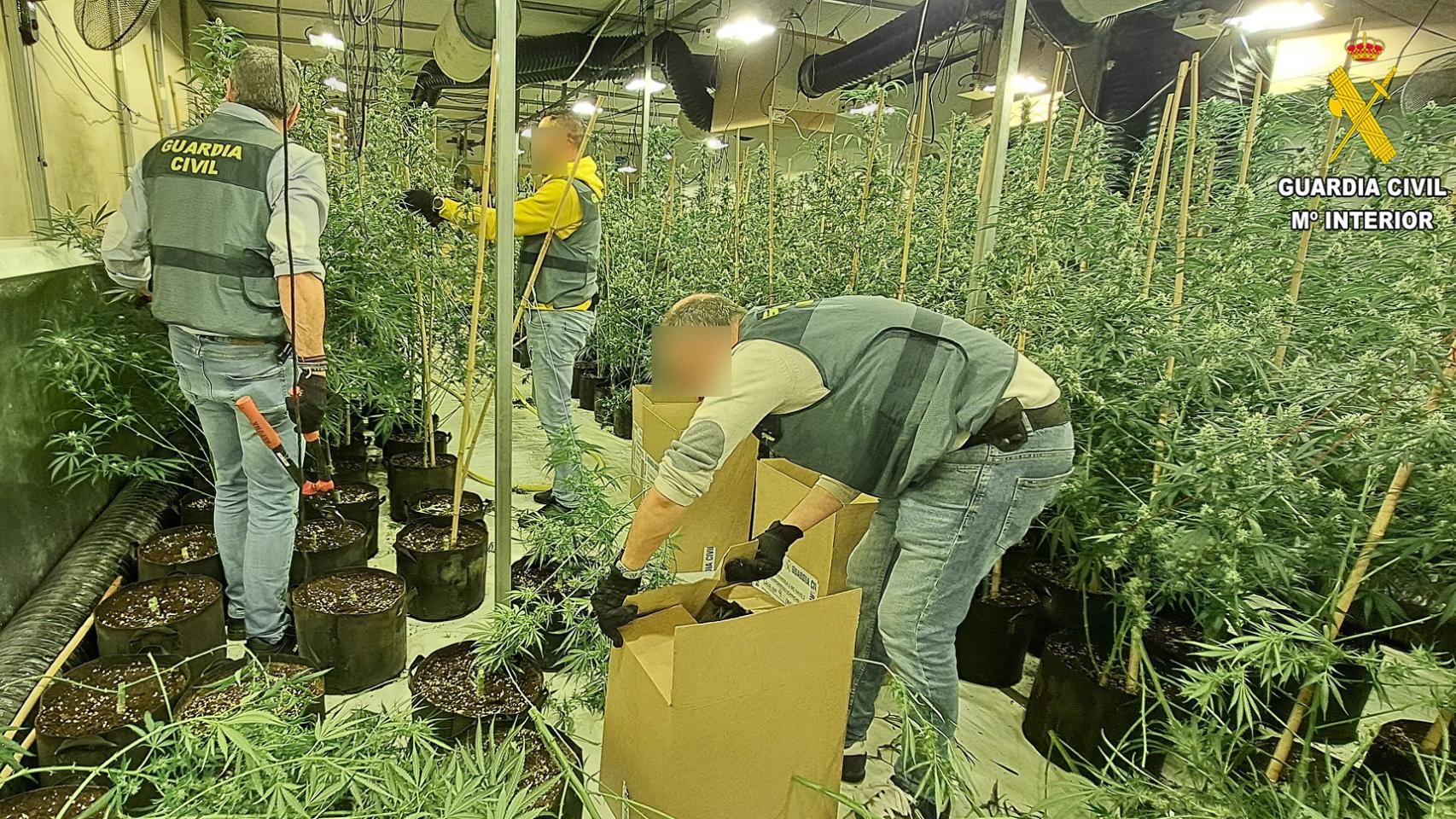 Desmantelan una macro plantación de marihuana en el polígono de Chinchilla (Albacete)