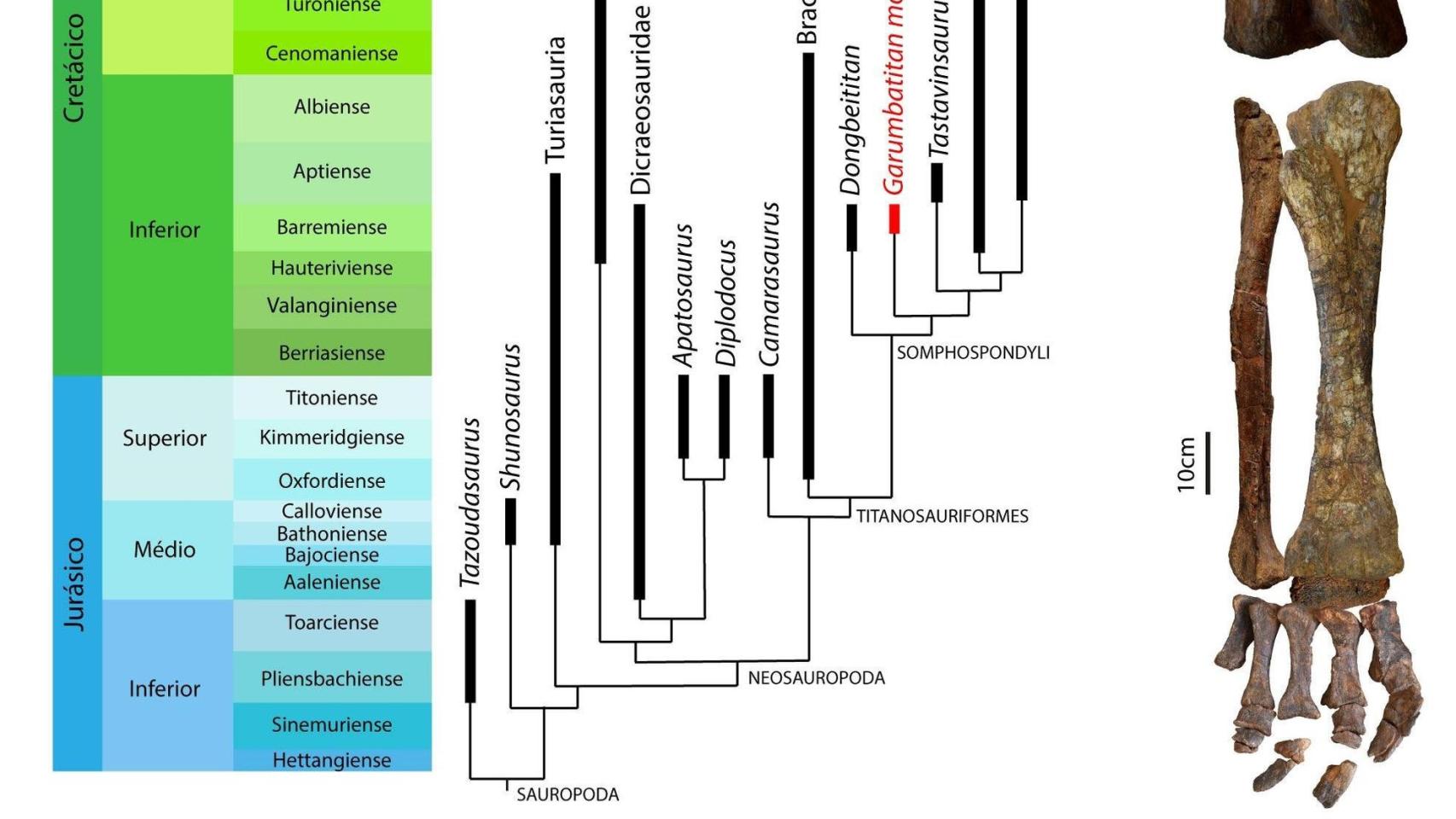 Descubren en Morella restos de uno de los dinosaurios más grande de ...