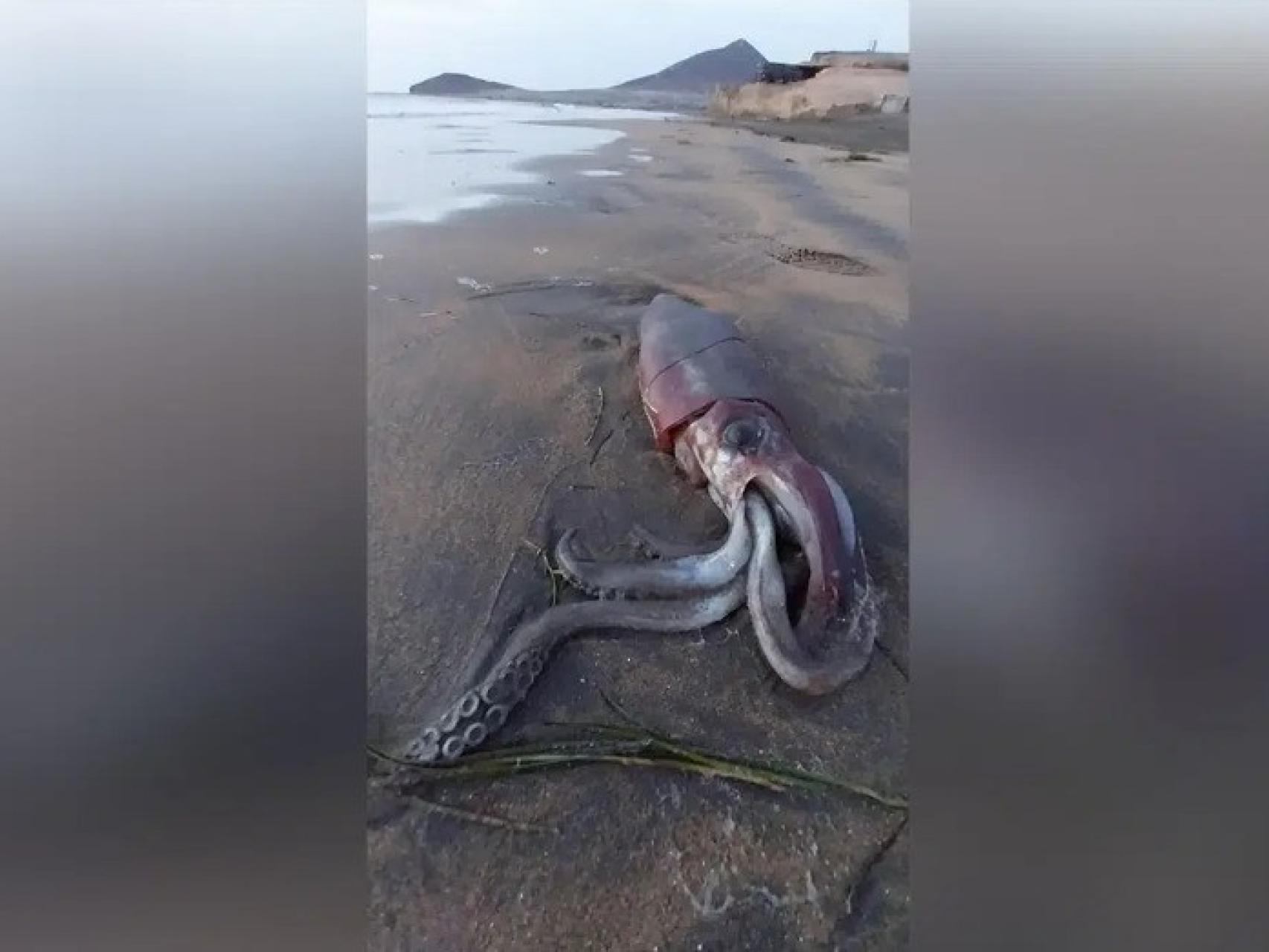 Calamar Gigante Real Giant Squids: Get To Know These Enigmatic Marine