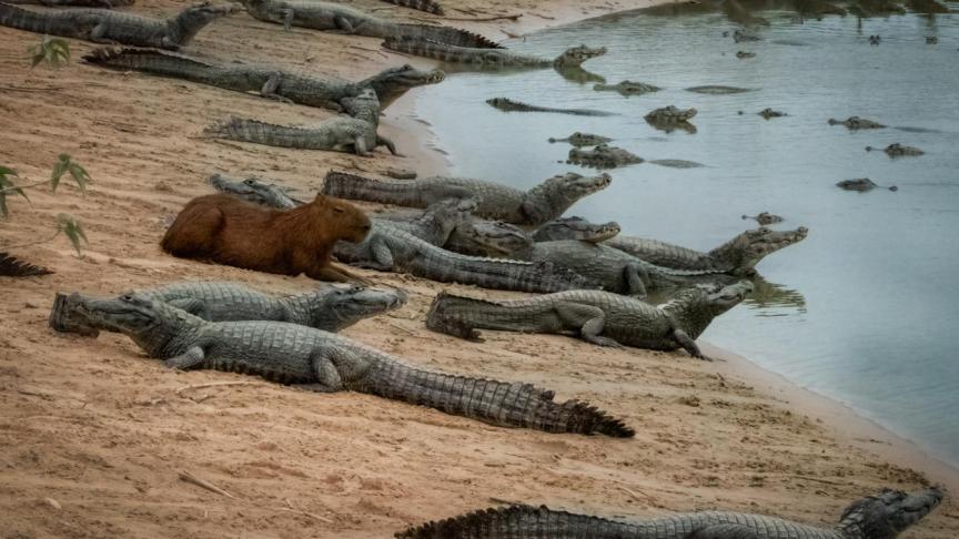 ¿Por qué no han desparecido los capibaras? El animal con el instinto ...