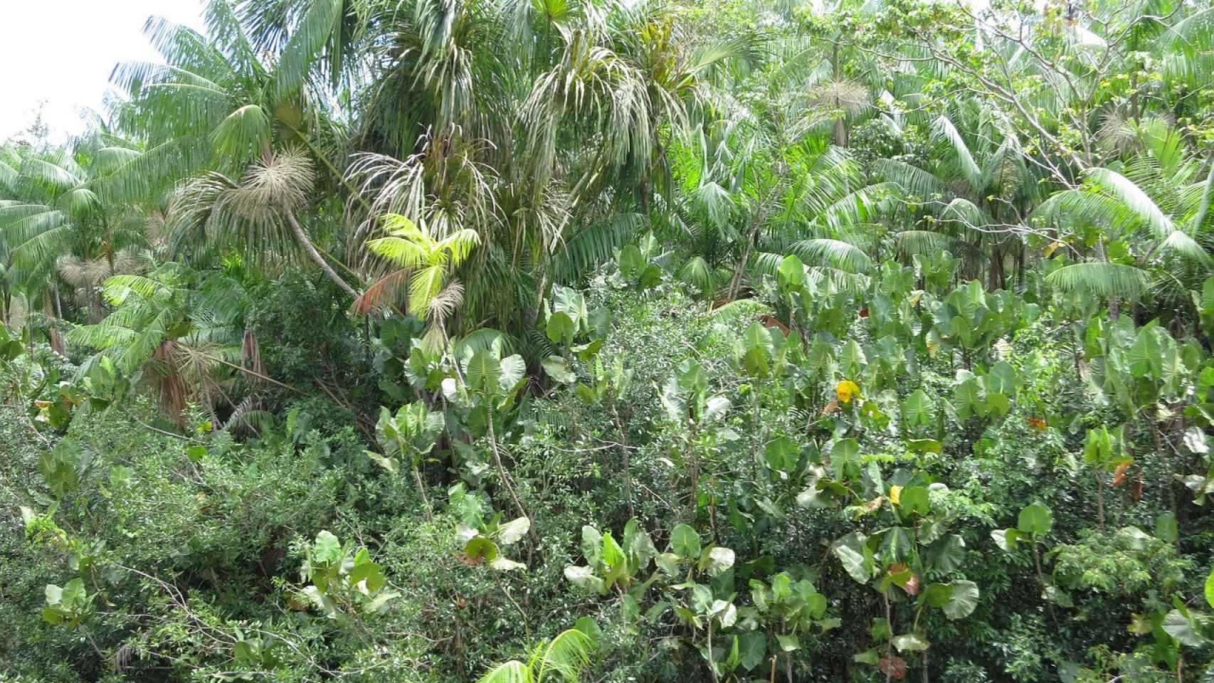 Descubriendo el Amazonas: el hogar de la selva tropical más grande y ...