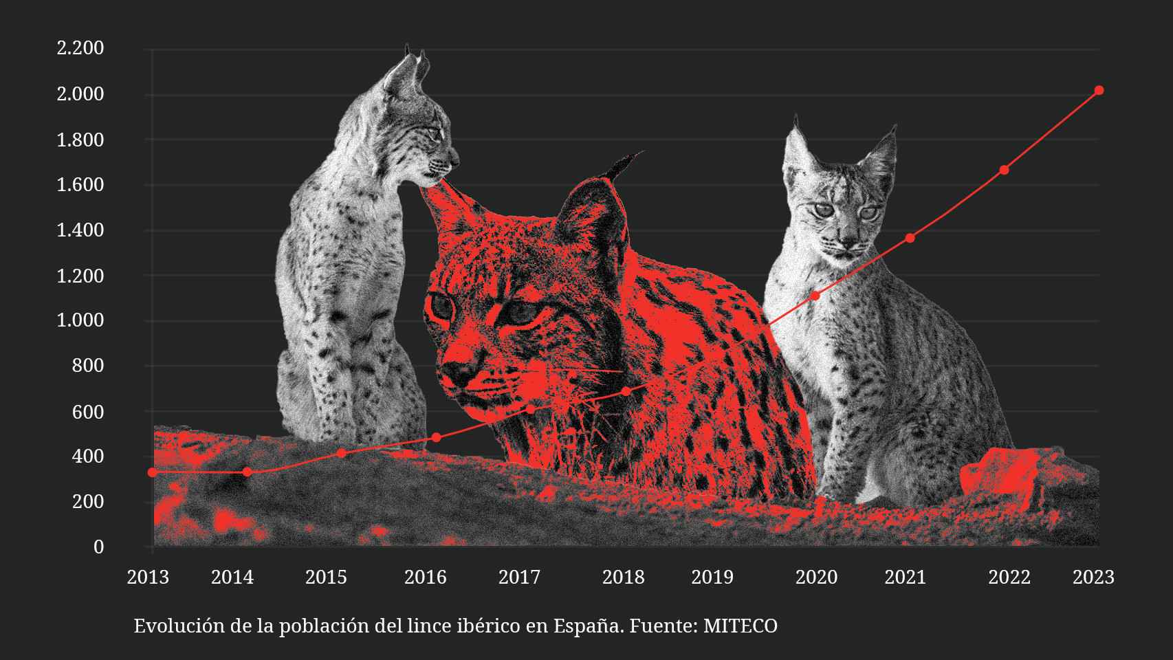 El lince puede ser nuestro lobo de Yellowstone: el imprevisible efecto de su milagrosa salvación