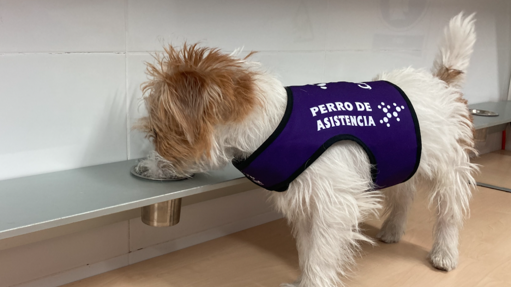 Cómo Se Entrena A Los Perros Para Detectar Convulsiones