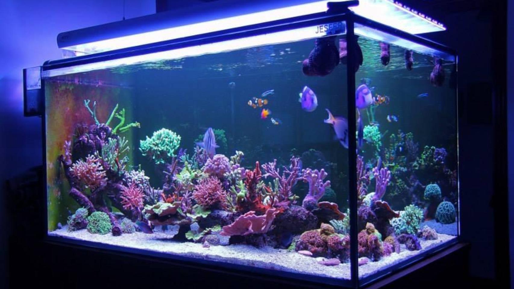 Tener peces como "mascota" en A Coruña: Todo lo que necesitas saber ...