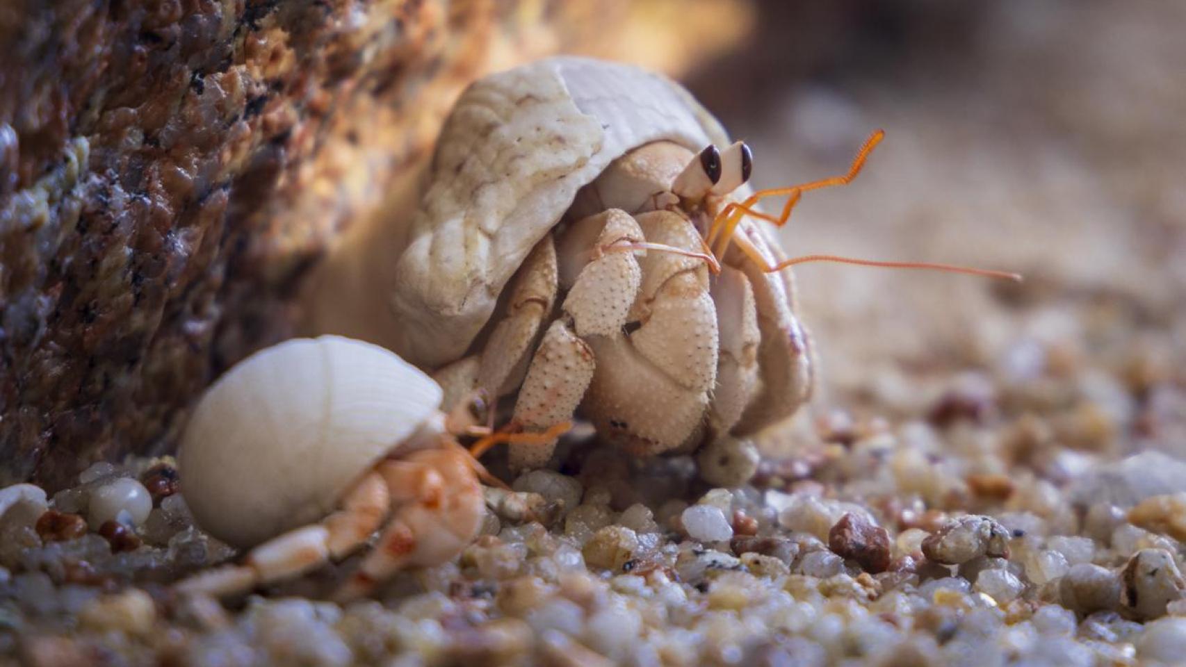 Qué hay debajo de la arena de la playa: una incógnita que desvela uno de los mayores secretos ...