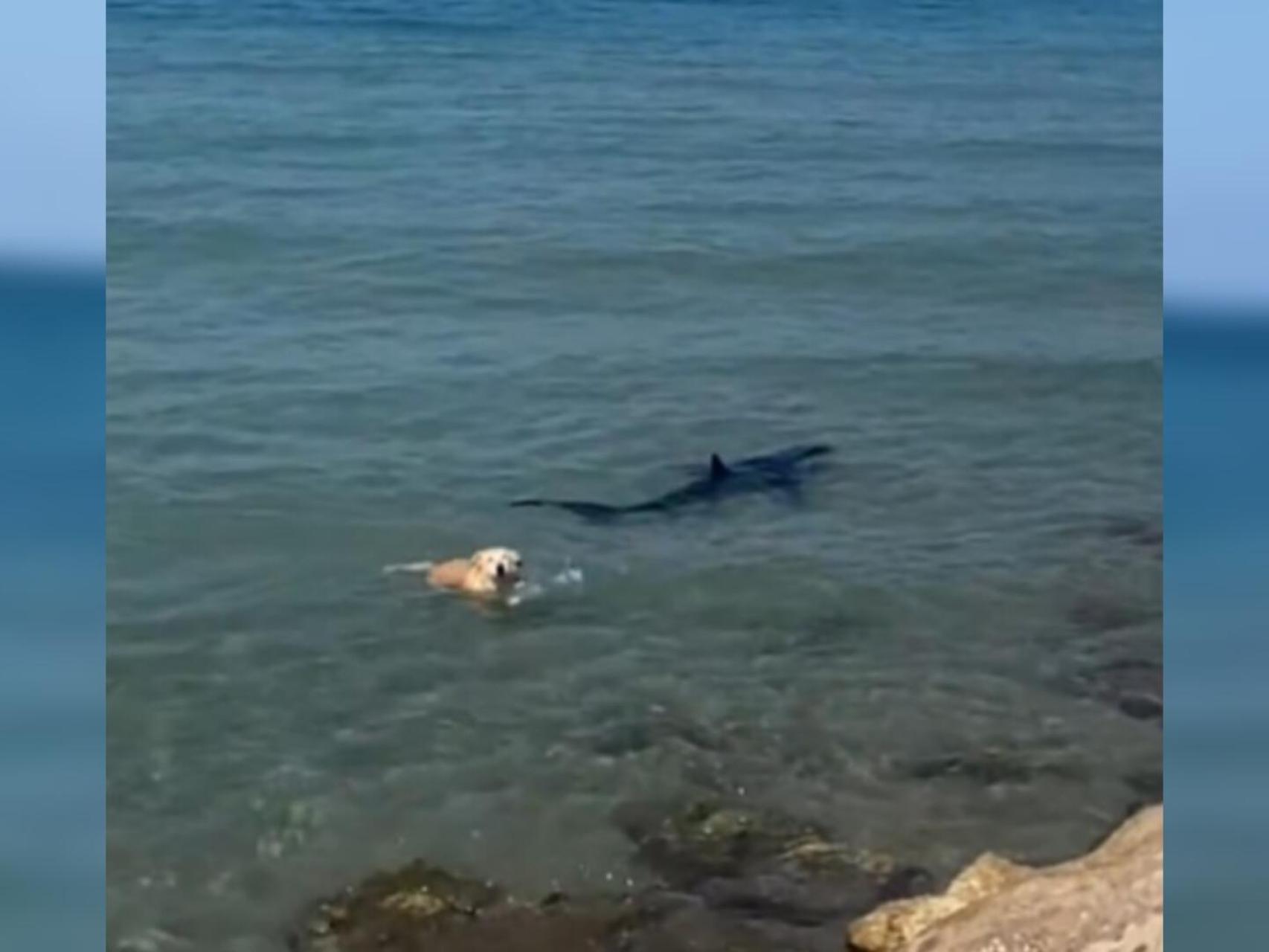 Tiburón Nadador Pez Perro Picudo Ginglymostoma Unami Sp. Nov.