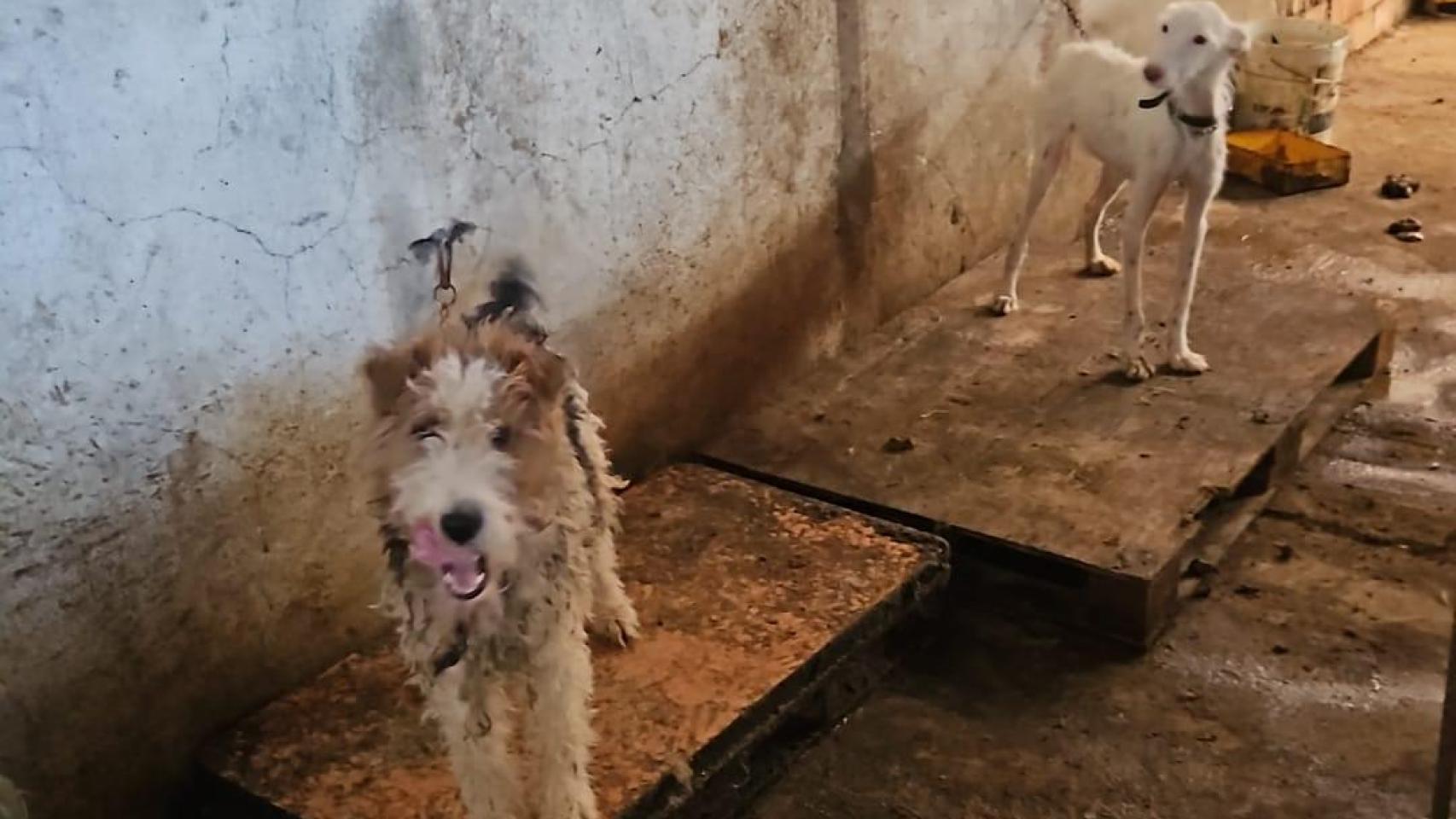Desnutridos, atados y entre excrementos: así vivían 78 perros ...