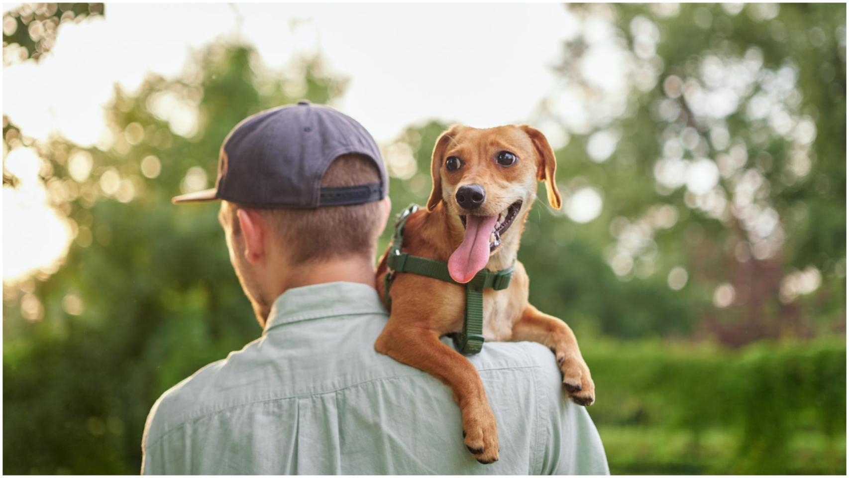 ¿Qué pasos hay que dar para adoptar un perro en A Coruña? Así es el proceso