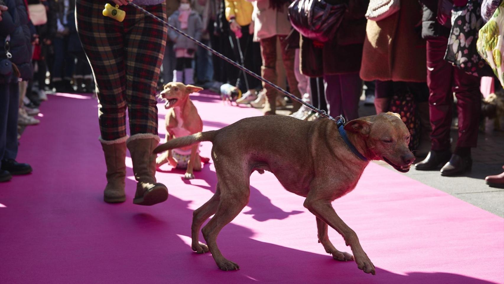 Los mejores planes este fin de semana en Madrid: desfile de perros, el ...