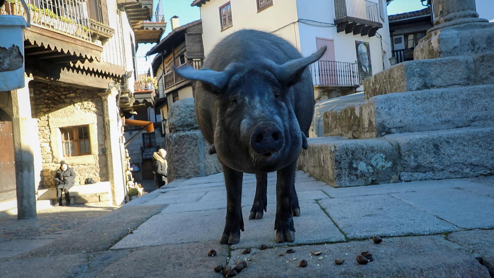 El cerdo más famoso de España vive en La Alberca: la tradición que ...