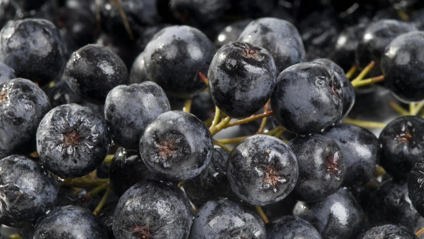 Oro negro: el prebiótico natural que mejora la flora intestinal y es ...