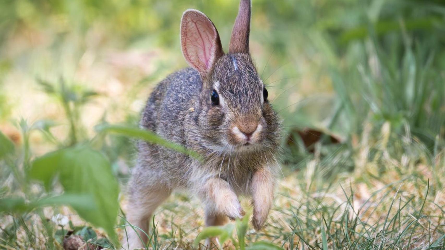Encuentran una especie extraña de animal desaparecida desde hace más de ...