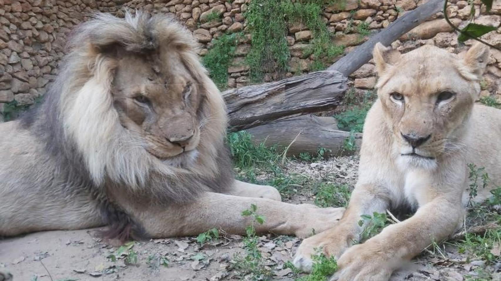 Así será el nuevo parque animal de Málaga: felinos, simios, planetario ...