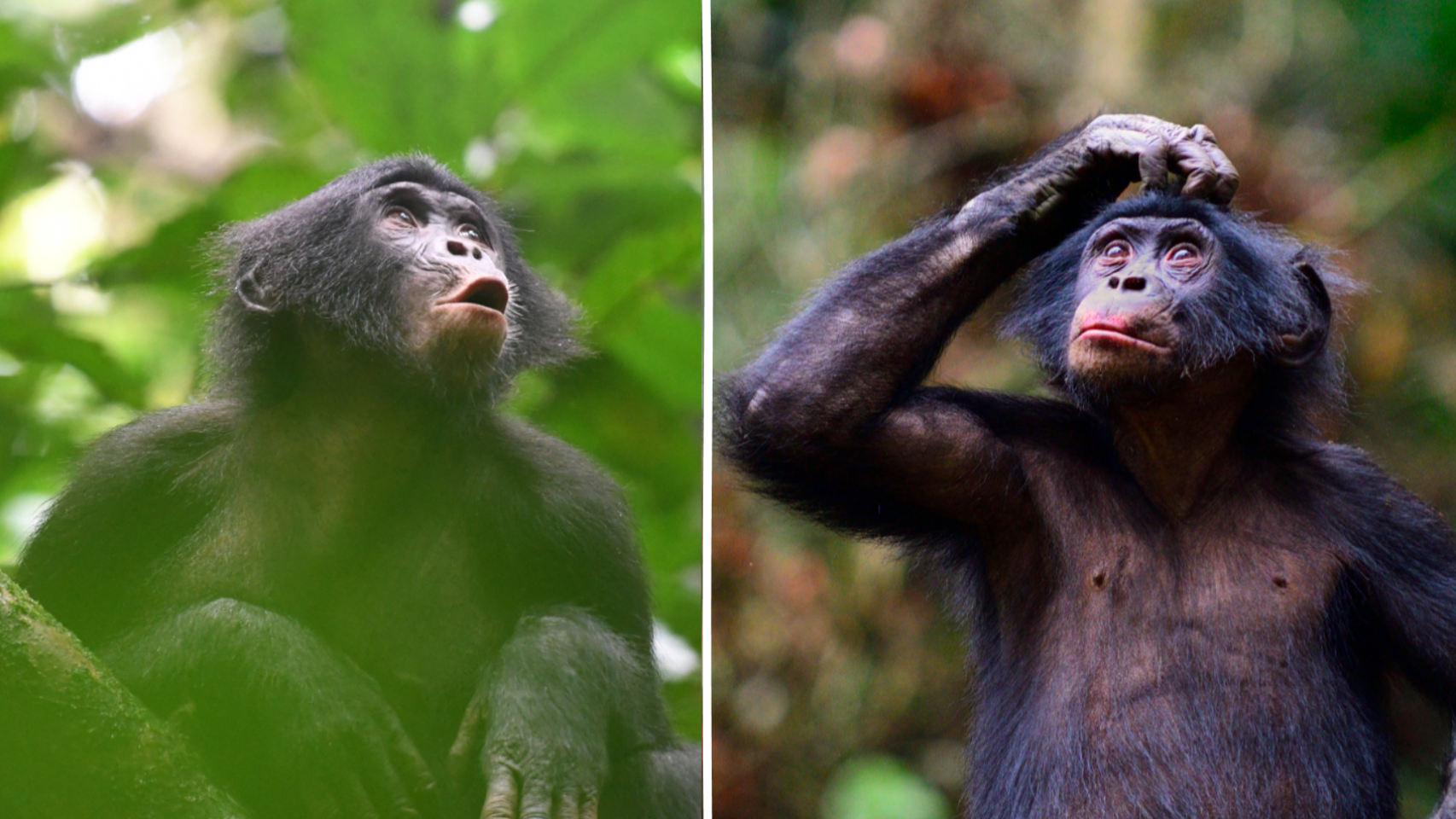 El lenguaje de los bonobos tiene características en su composición que se creían únicas de los ...