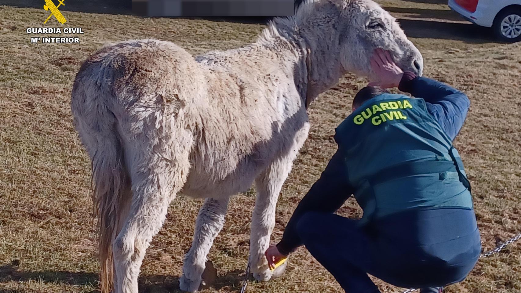 Investigada una persona en Palencia por abandono de un burro: sin poder ...
