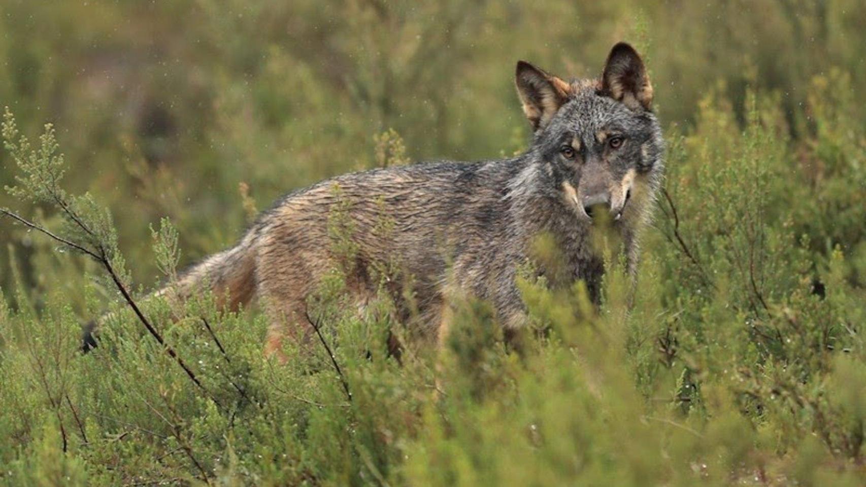 El Fondo para la Protección del Lobo Ibérico quiere frenar su caza en ...