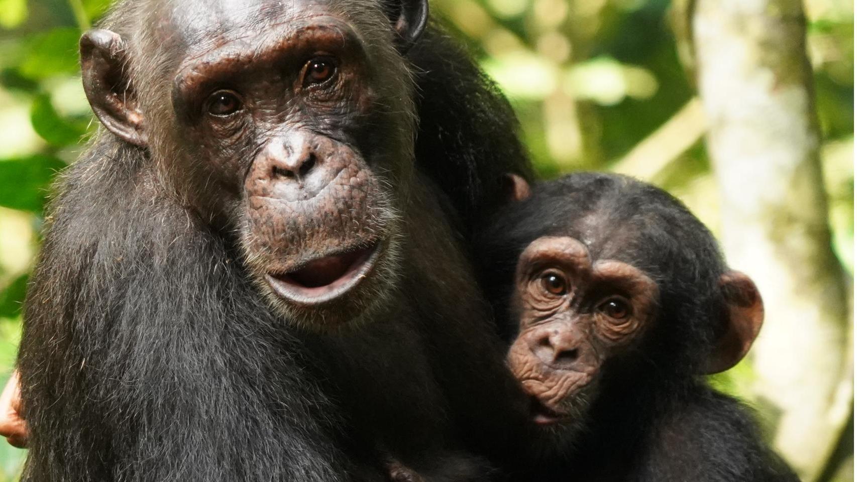 La lección de crianza de los chimpancés: sus crías no sufren trastornos ...
