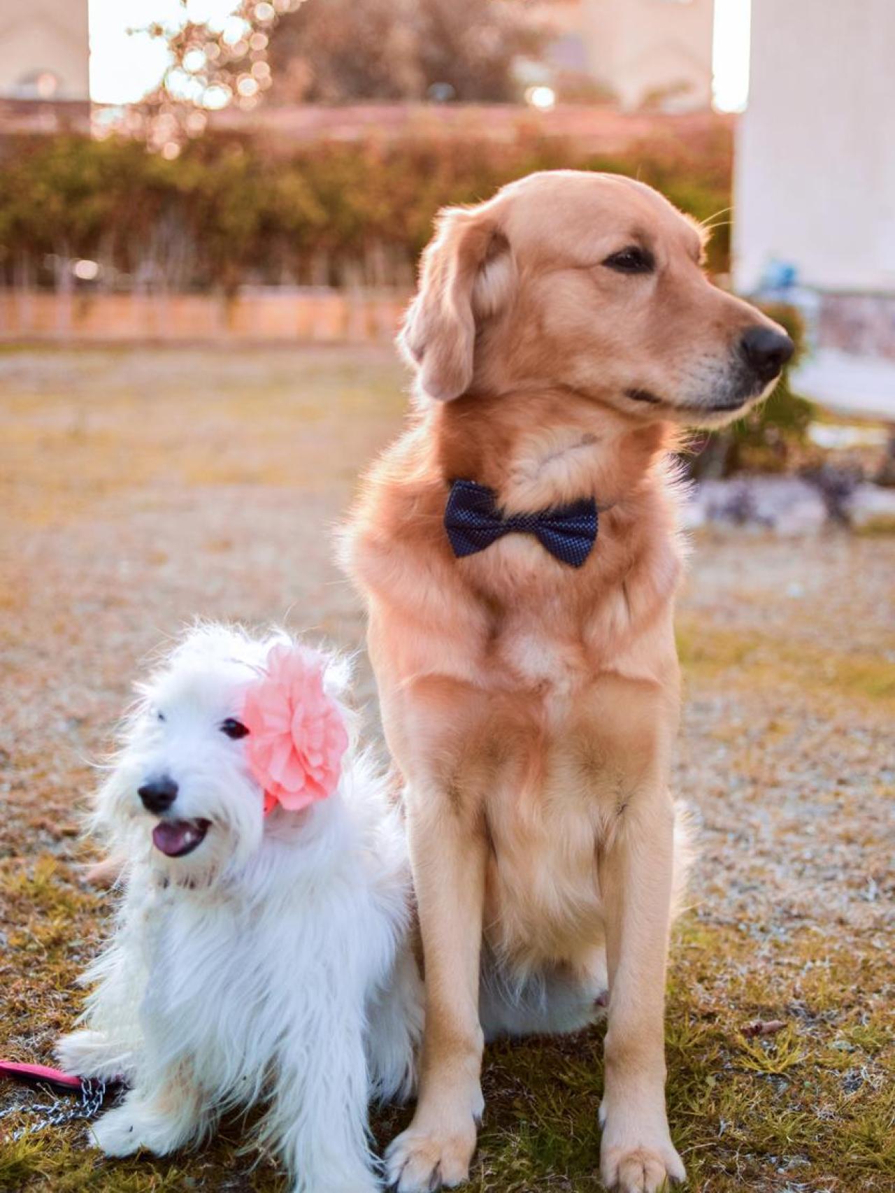 De DogDater a Tindog: estas son las aplicaciones que imitan a Tinder y ...