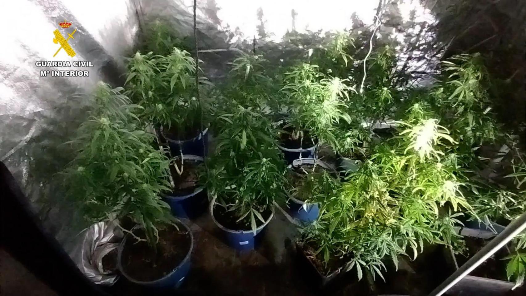 Desmantelan dos plantaciones de marihuana y desarticulan un punto de venta en Las Merindades ...