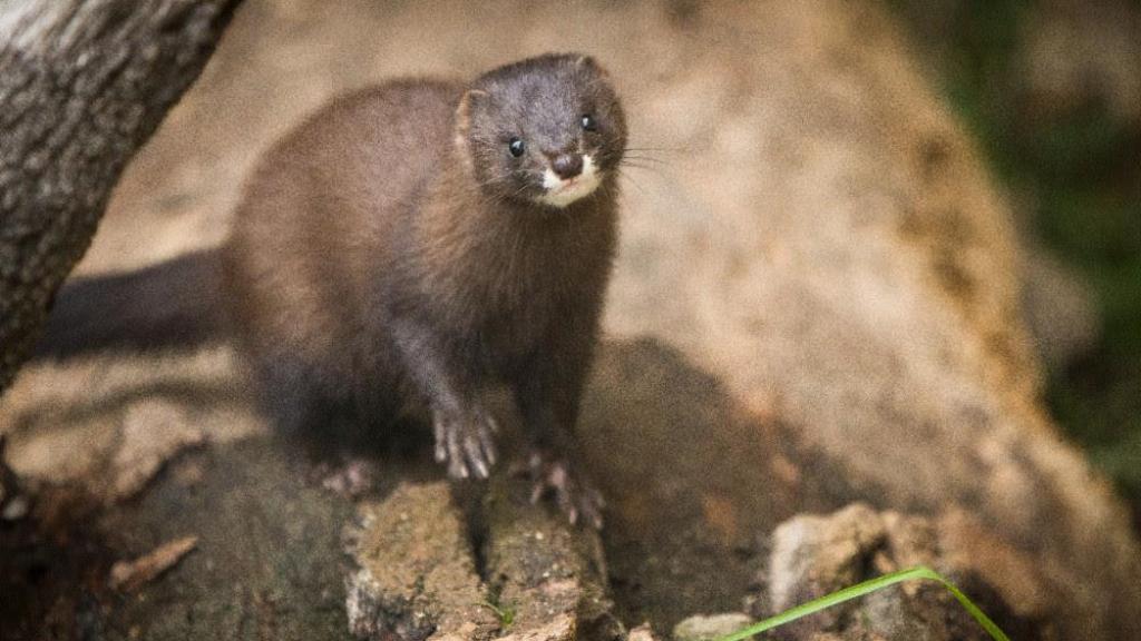 El visón europeo, en peligro crítico de extinción: así se ha ido ...