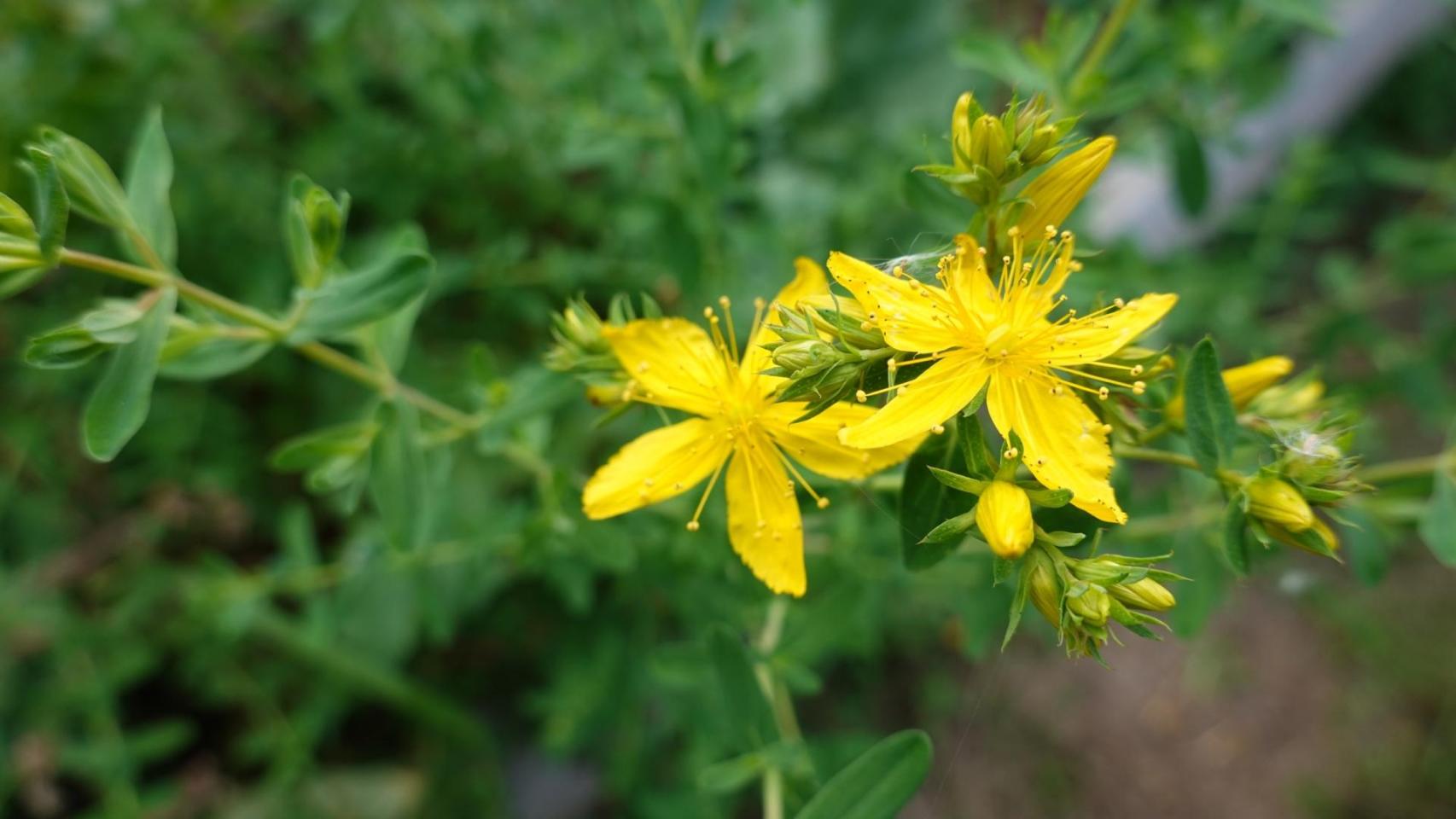 Las 7 hierbas mágicas del ramo de San Juan en Galicia: así puedes ahuyentar a los malos espíritus