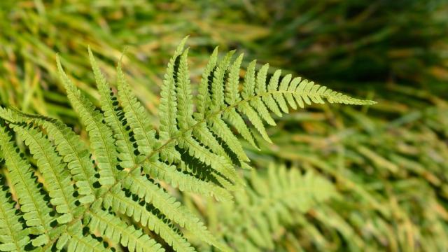 Las 7 hierbas mágicas del ramo de San Juan en Galicia: así puedes ahuyentar a los malos espíritus