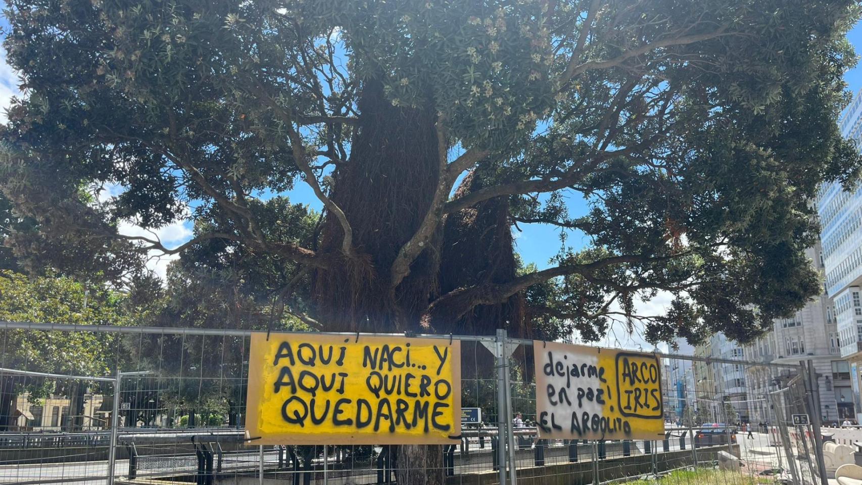 Piden que el metrosidero del Obelisco de A Coruña sea declarado árbol ...
