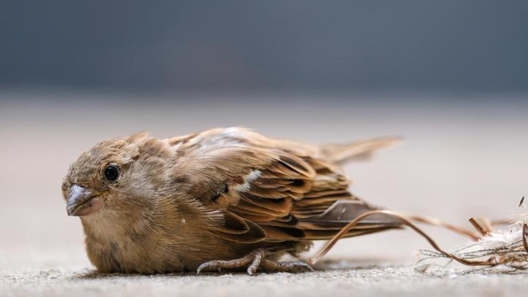 ¿Te has encontrado con un animal herido? Este es el paso a paso para ...