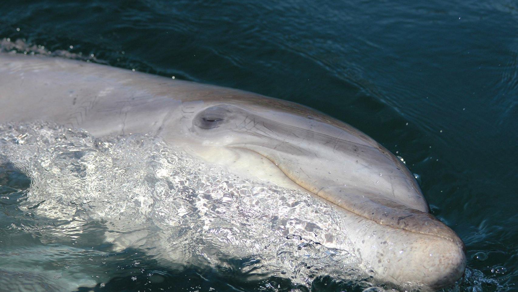 Alertan de la desaparición del delfin Confi en la ría de Ferrol