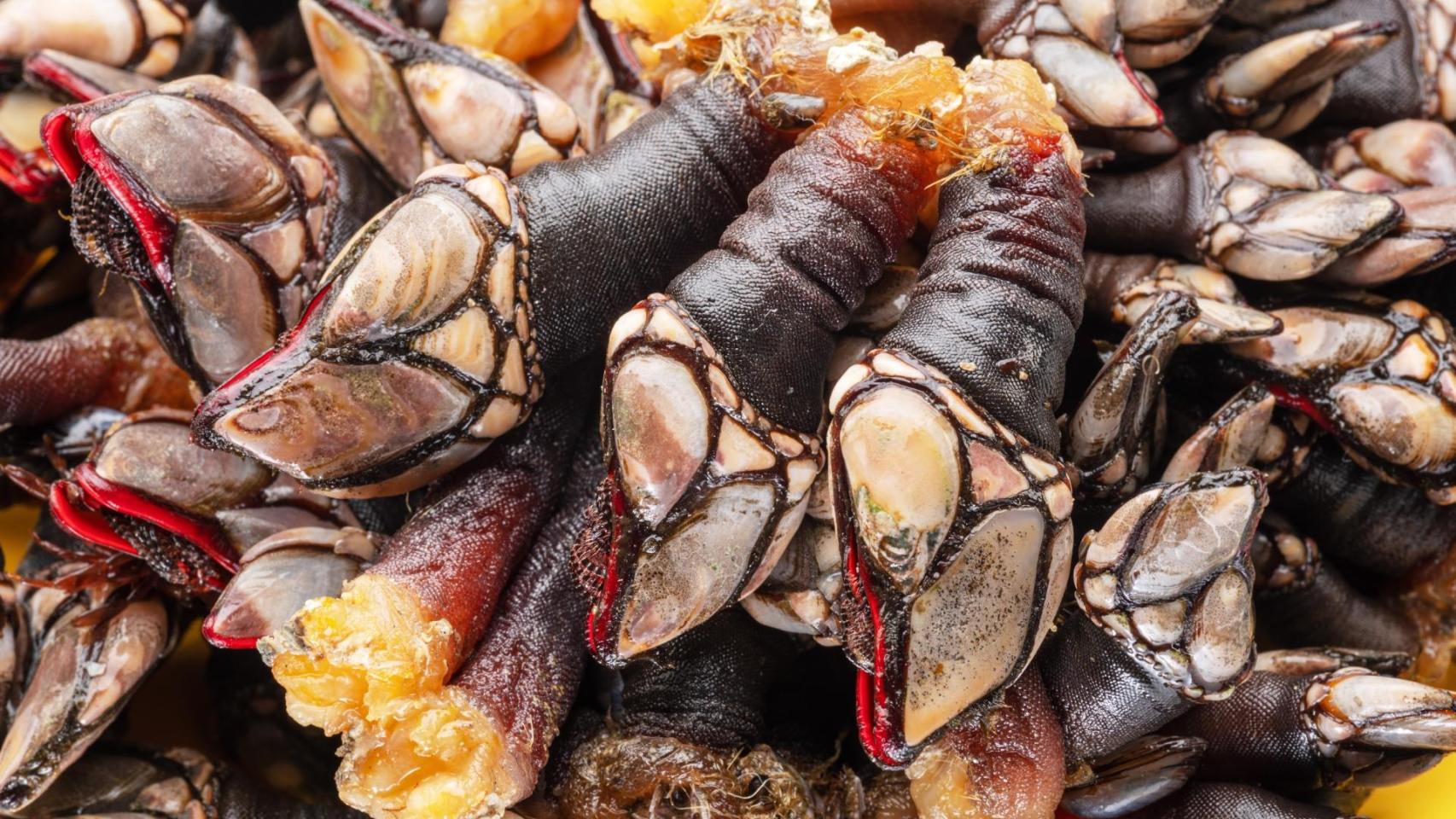 La fiesta de un pueblo de Galicia donde comer percebes hasta reventar ...