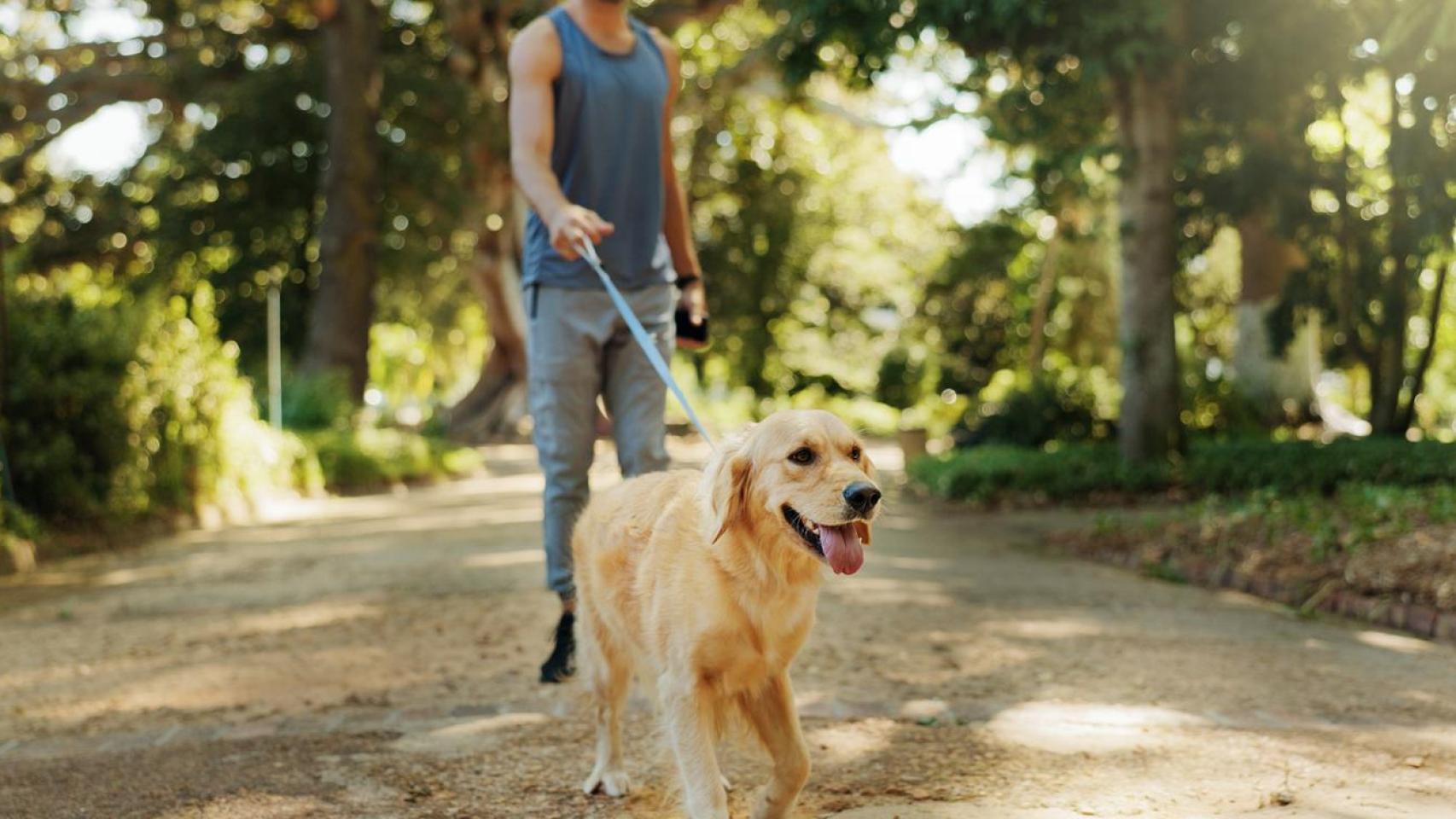 Un adiestrador canino revela el método para enseñar a un perro a ...